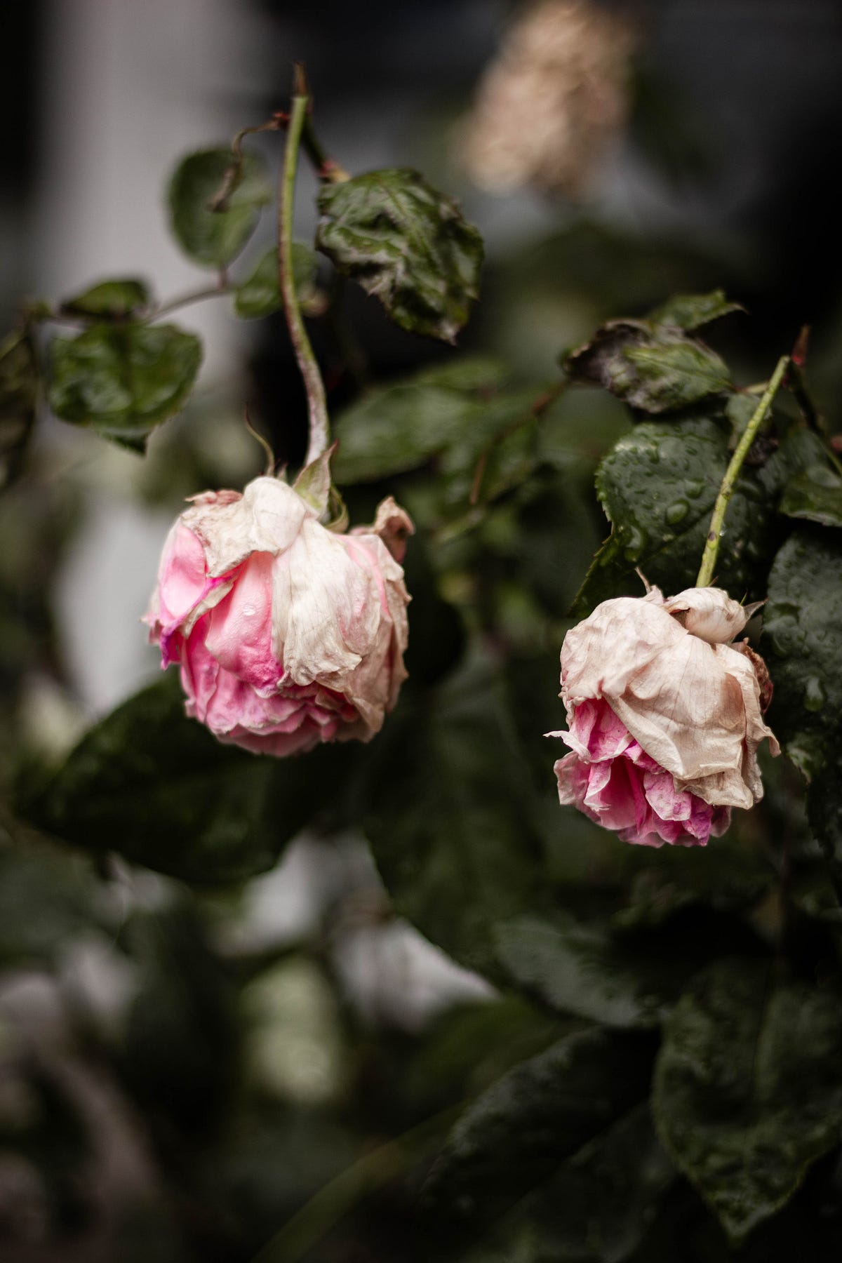 Wilted Roses. The Weight of Poisoned Bonds | by Chinmay Kumar Choudhury | ILLUMINATION | Medium