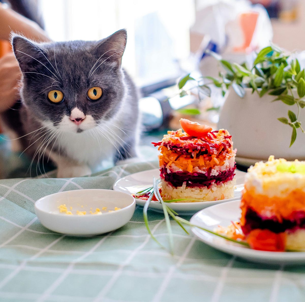 A Balanced, Homemade Cat Food Recipe to Keep Your Budget Lean | by The ...