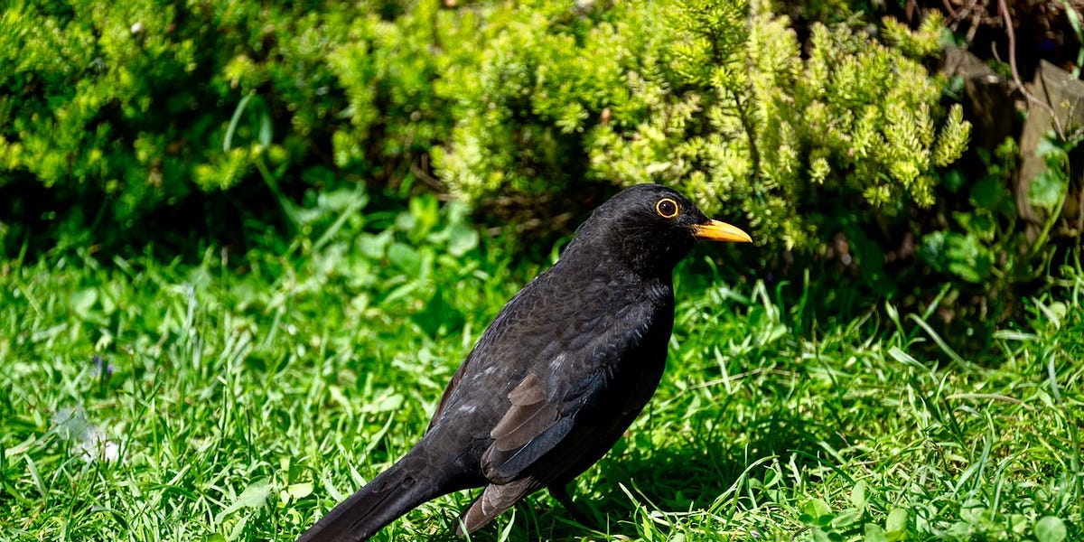 Much-loved songbird threatened by mosquito-borne virus | by Phil Pickin ...