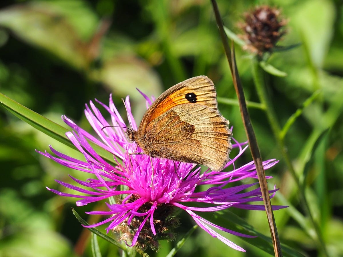 With graceful wings, the butterfly takes flight, Through twilight’s ...