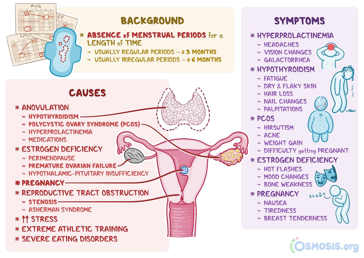 Amenorrhea : The Absence of Menstrual Periods | by Dr Chubby | Apr ...