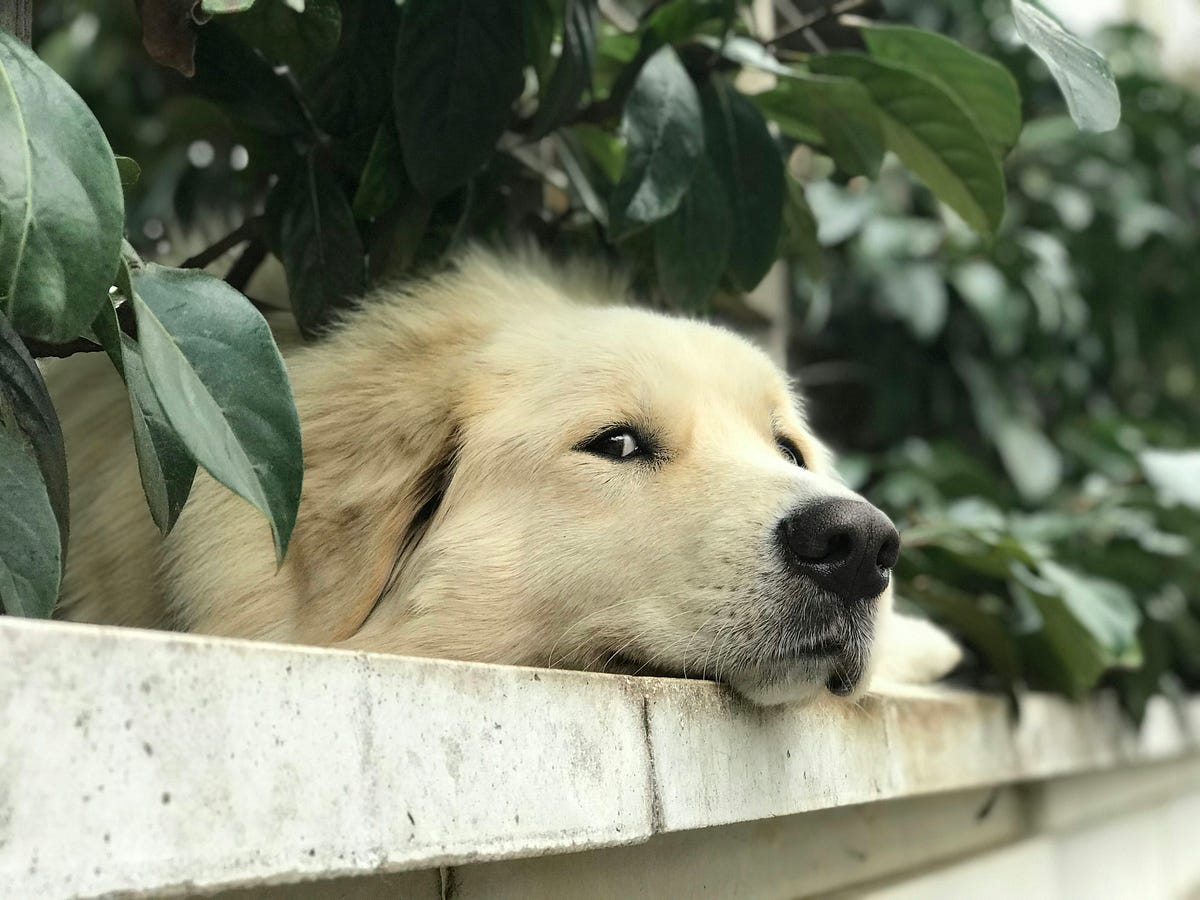 Dogs Behave Like Humans?. Or Humans Behave Like Dogs? | by Nissi Gilgal ...