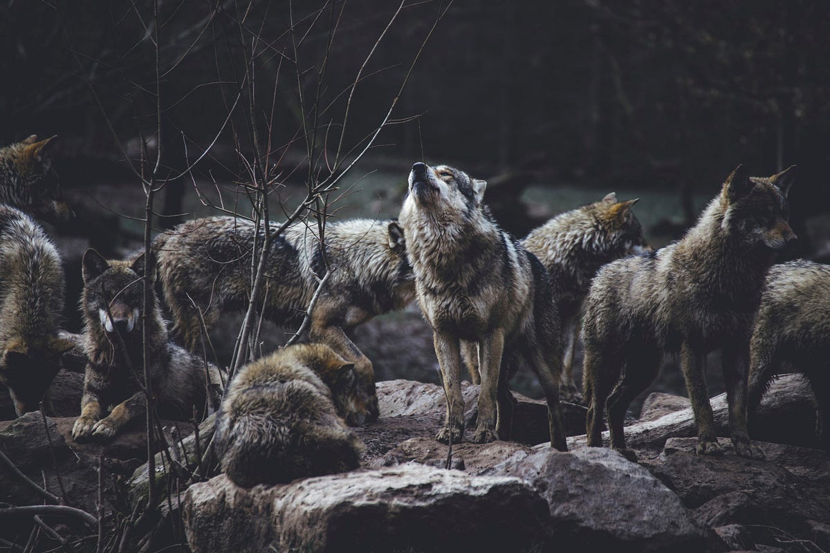 The Shocking True Story of 2 Sisters Raised By Wolves | by RetroMuse ...