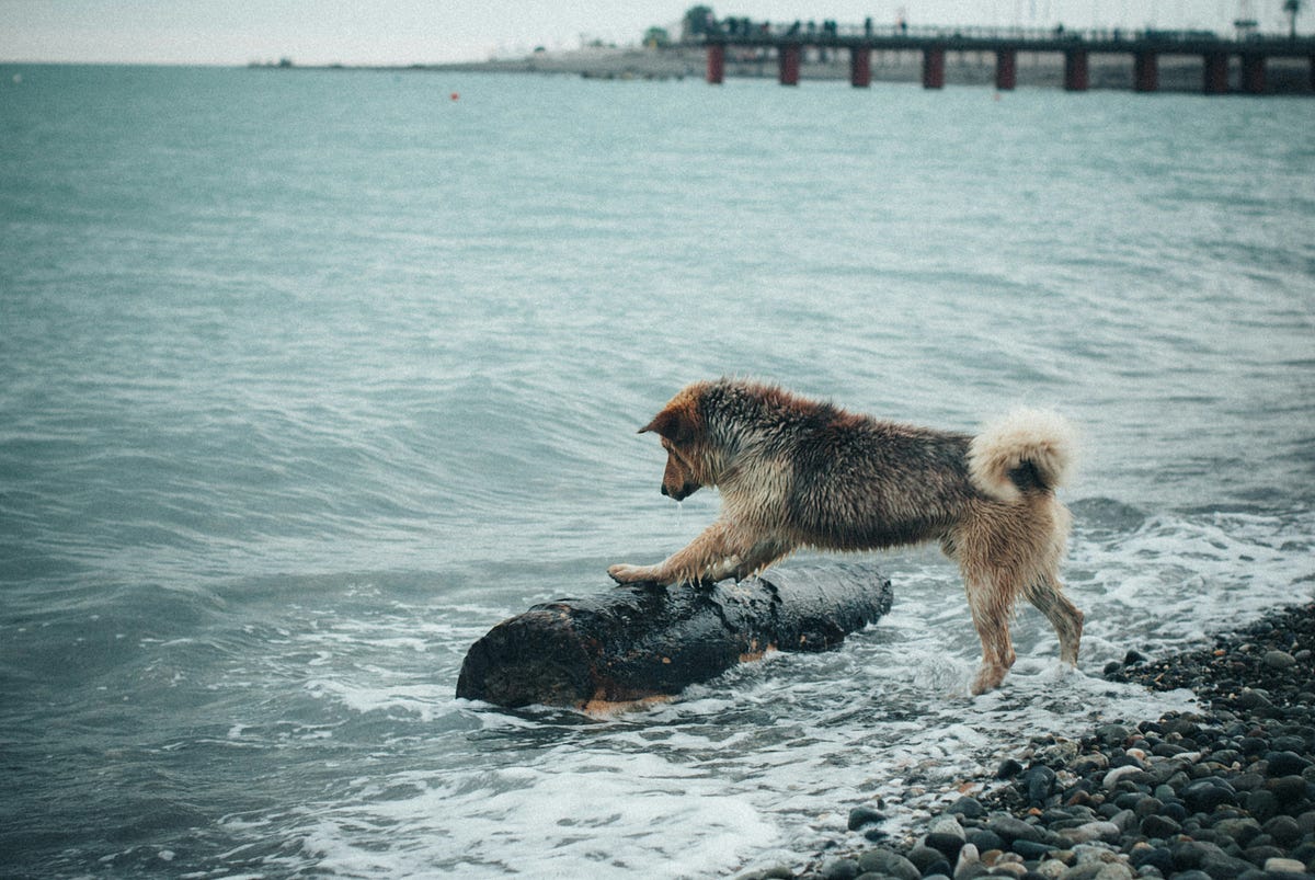 A Dog on a Log | Medium