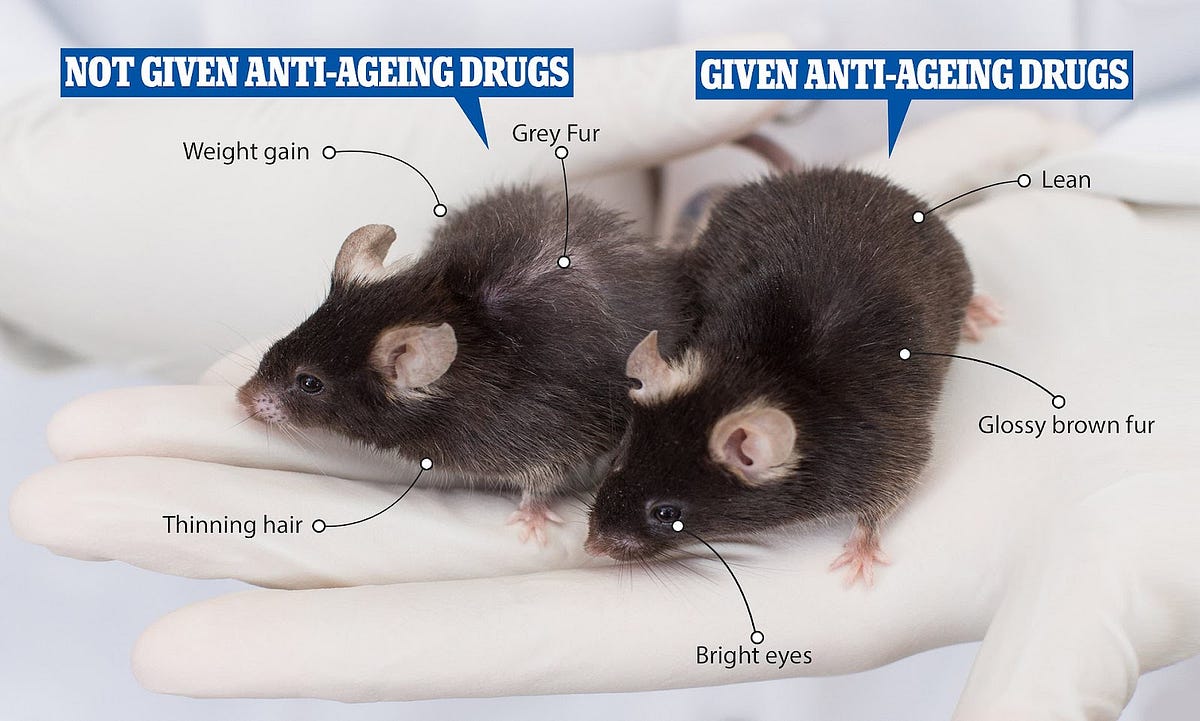Analysis of David Sinclair’s Mice Experiment | by Think tech | Medium