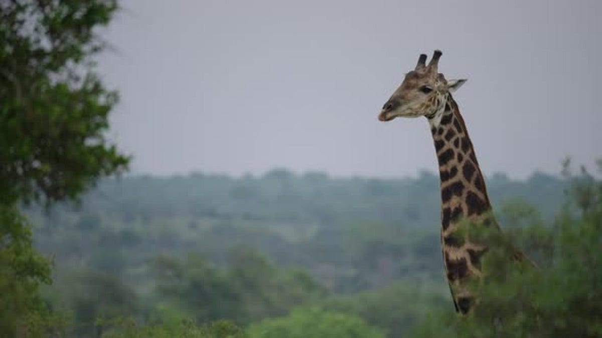 African Giraffe looking around - Nebulaninja - Medium