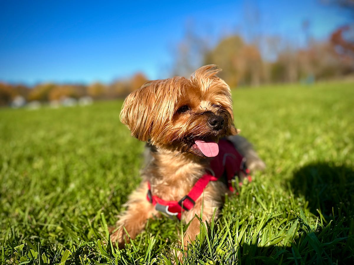 Yorkie Tales: Tiny Dogs, Big Laughs! | by Chantal Wright | Medium