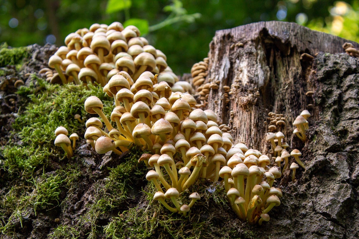 How and Why to Add More Mushrooms to Your Healthy Diet | by Annette ...