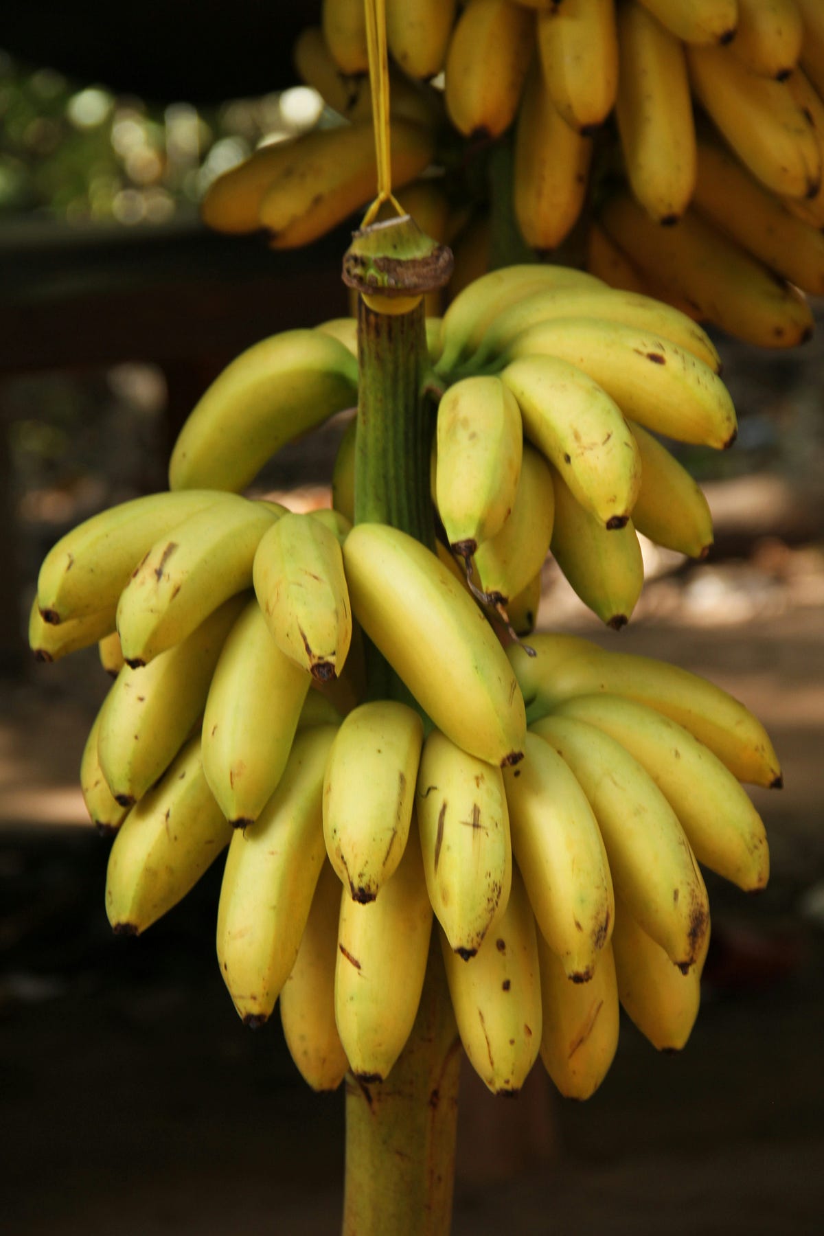 When I Was Pregnant, I Craved Only Bananas — Was It Me or the Baby ...