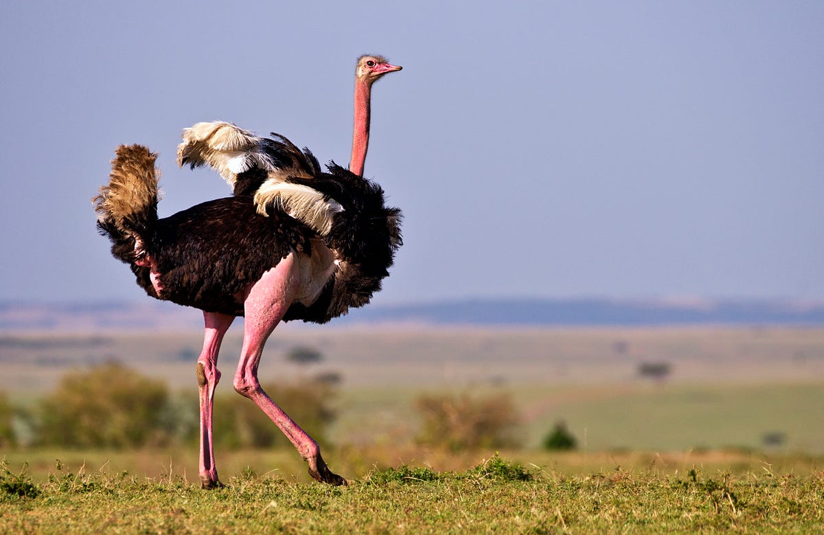 Senryu / Haiku — OSTRICH. Dino-bird stand tall, | by Lance Robinson ...