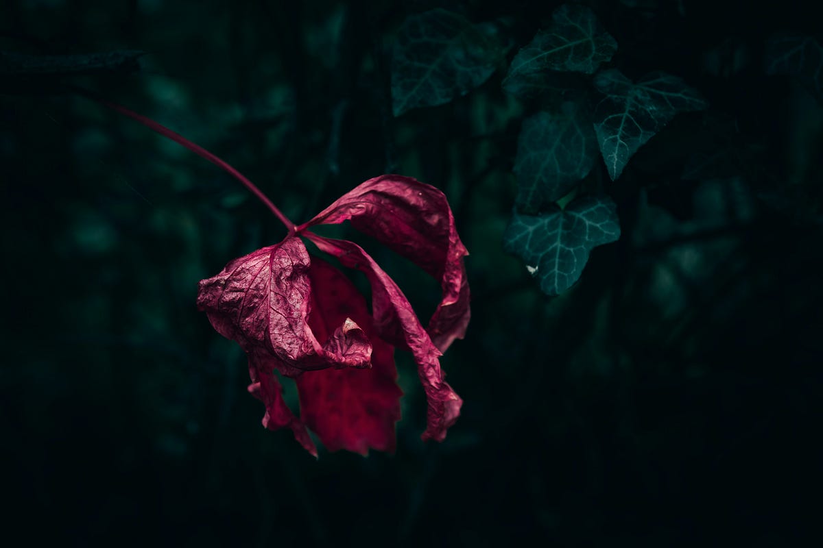 Spirit Vine. Dark harvest | by Amy Christie | Blue Insights | Medium