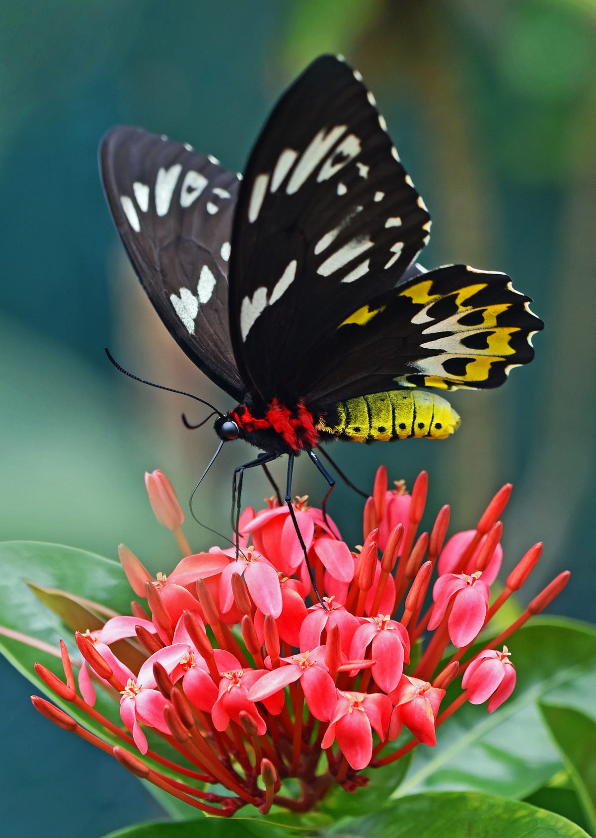 The Killing Power of the Butterfly Effect: How Small Actions Can ...