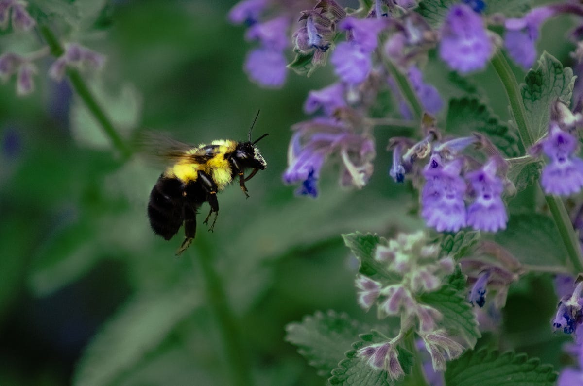 Why Declination Of bees Is Big Threat And The Critical Role of Bees in ...