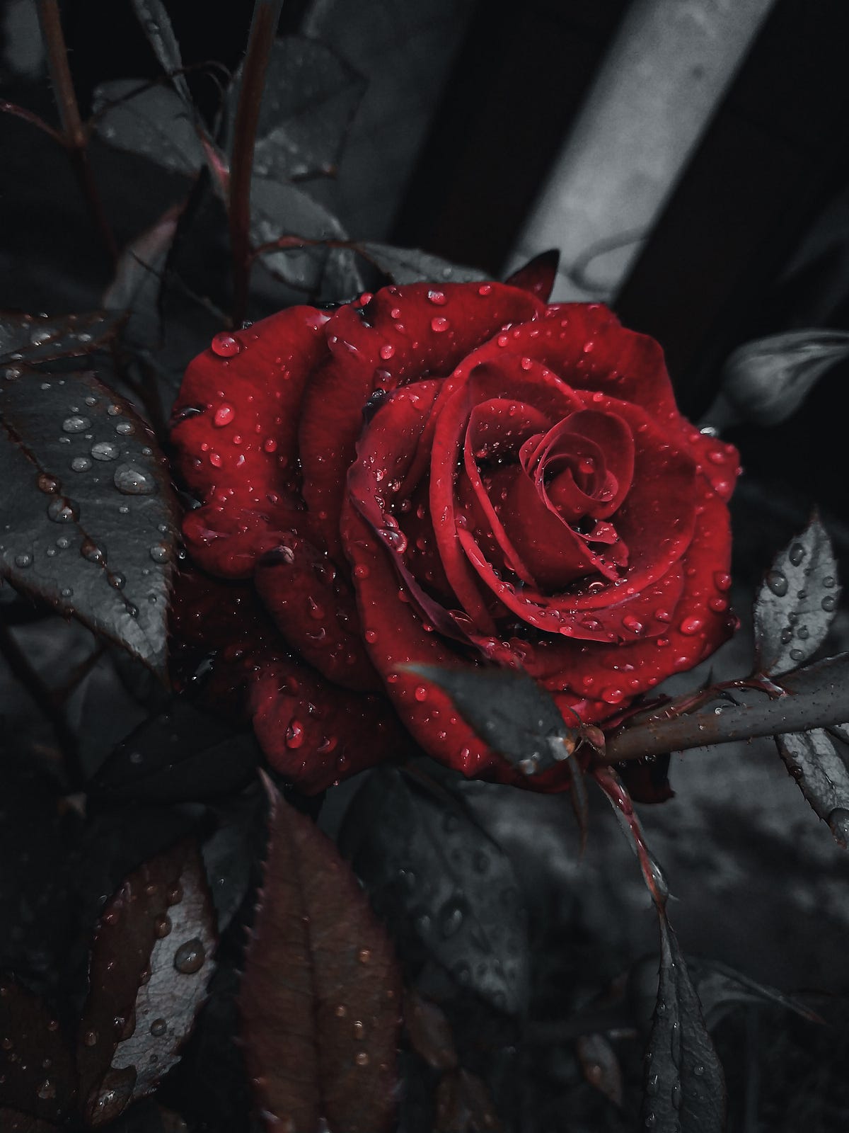 Love Me Madly. The sweet chains that bind | by Dixie Dodd | Read or Die! | Dec, 2023 | Medium