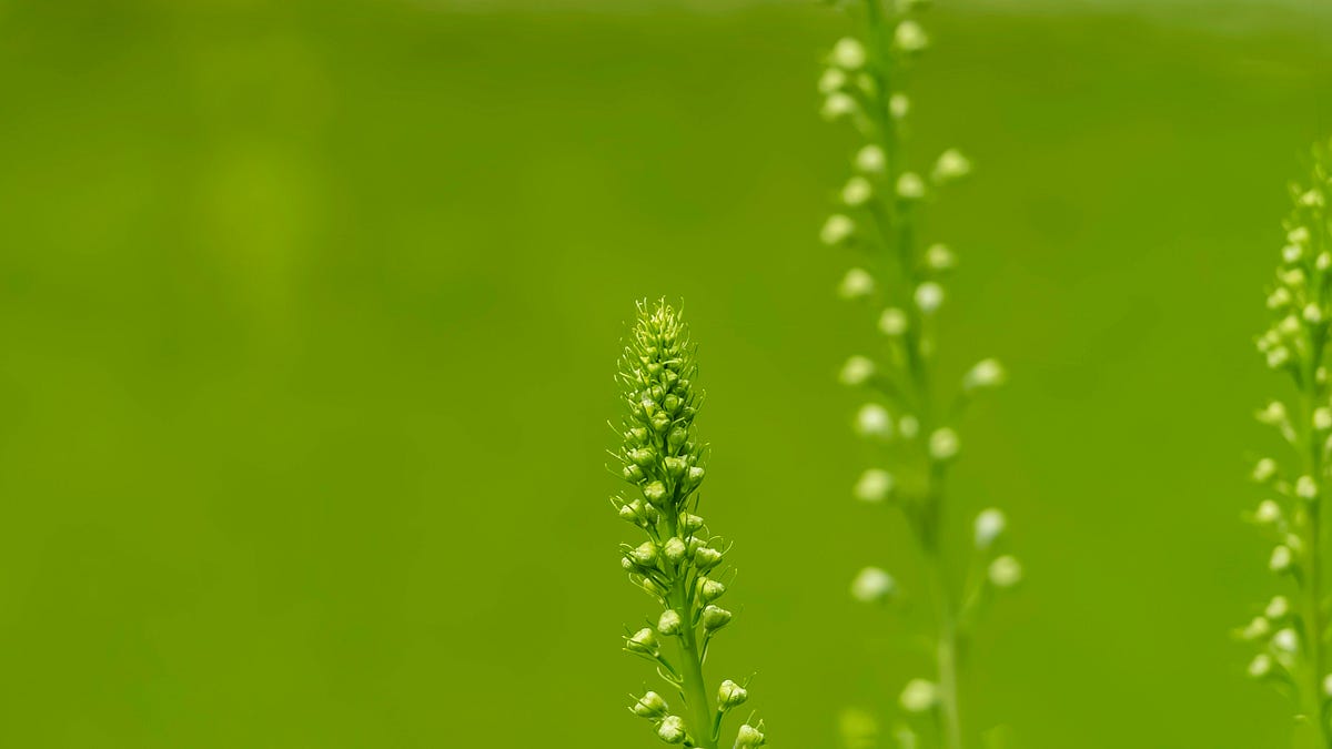 The Green Legislation ???? Wave: Oregon's Initiatives Setting National ...