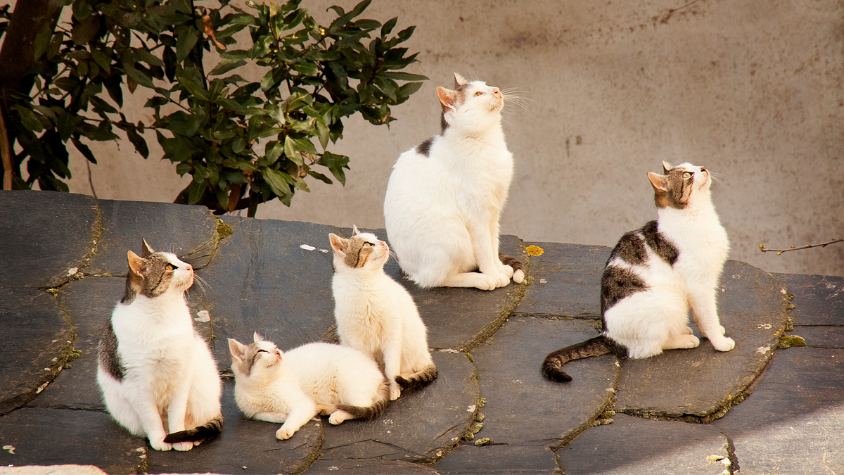 Do Cats Know Their Names? Understanding Feline Recognition | by Jean ...