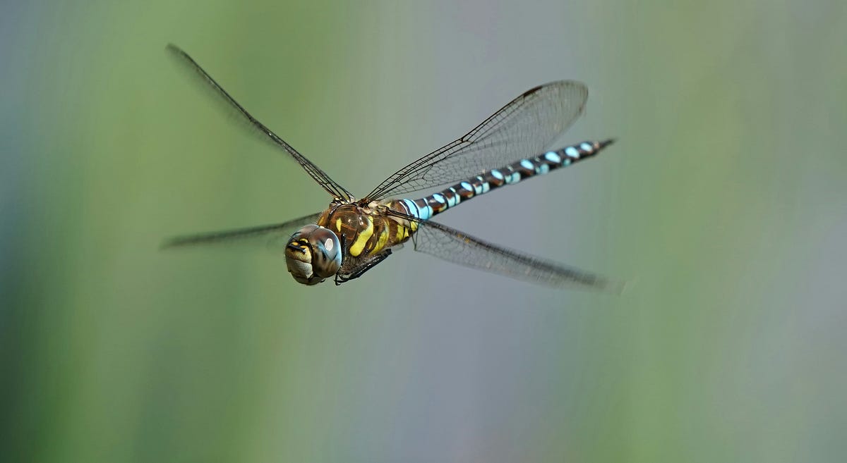 The Dragonfly: Nature’s Most Successful Predator? | by The Island | The ...