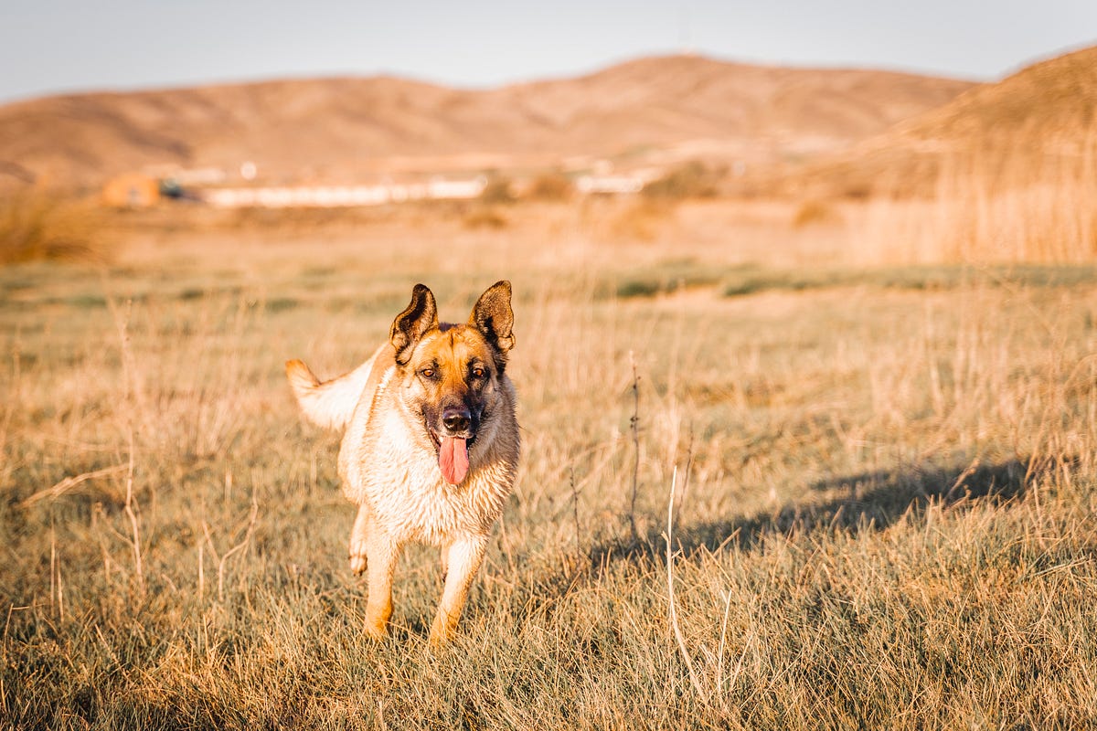 Canceling Fetch Requests In Javascript A Step By Step Guide By 5584