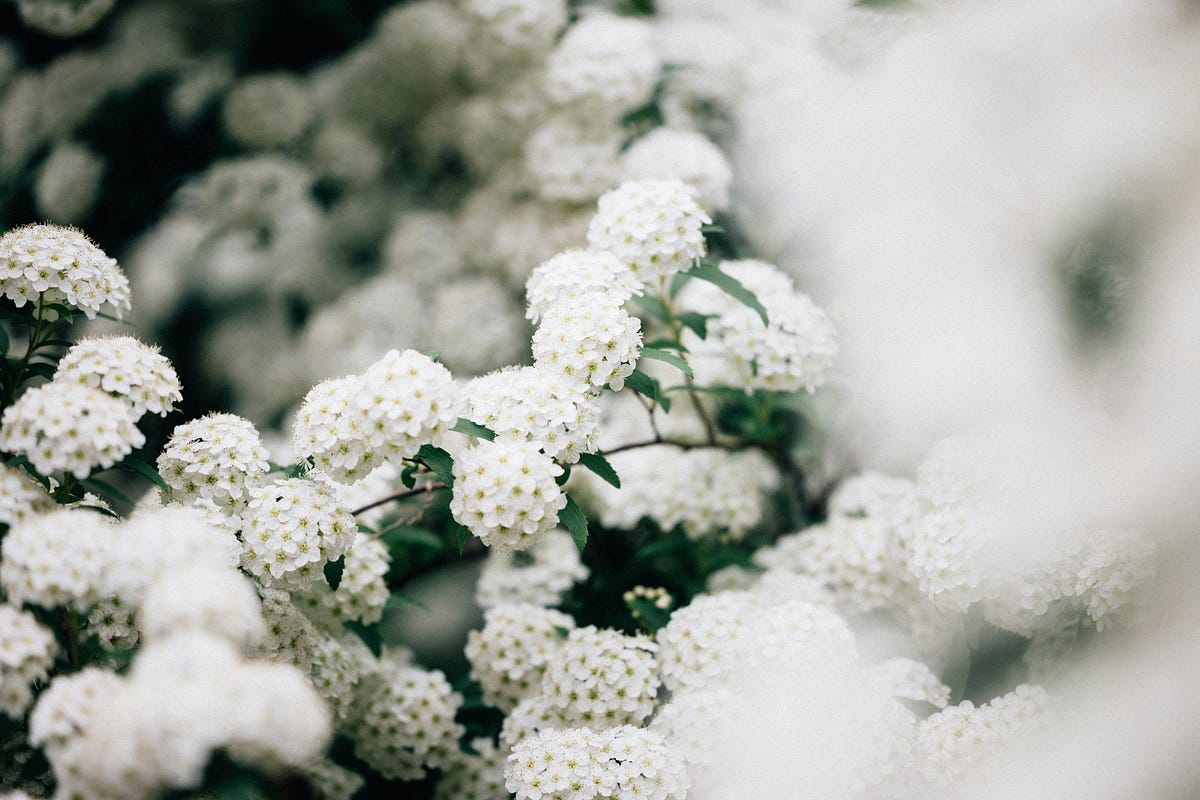 PIDOM Controversy: Why We Must Prioritize Ideas Over Personalities | by ...