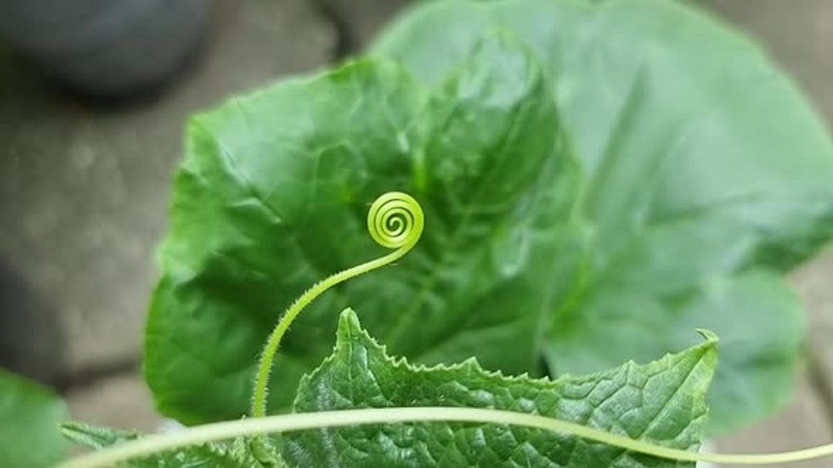 Curling spiral tendril on climbing cucumber plant vine close up in ...