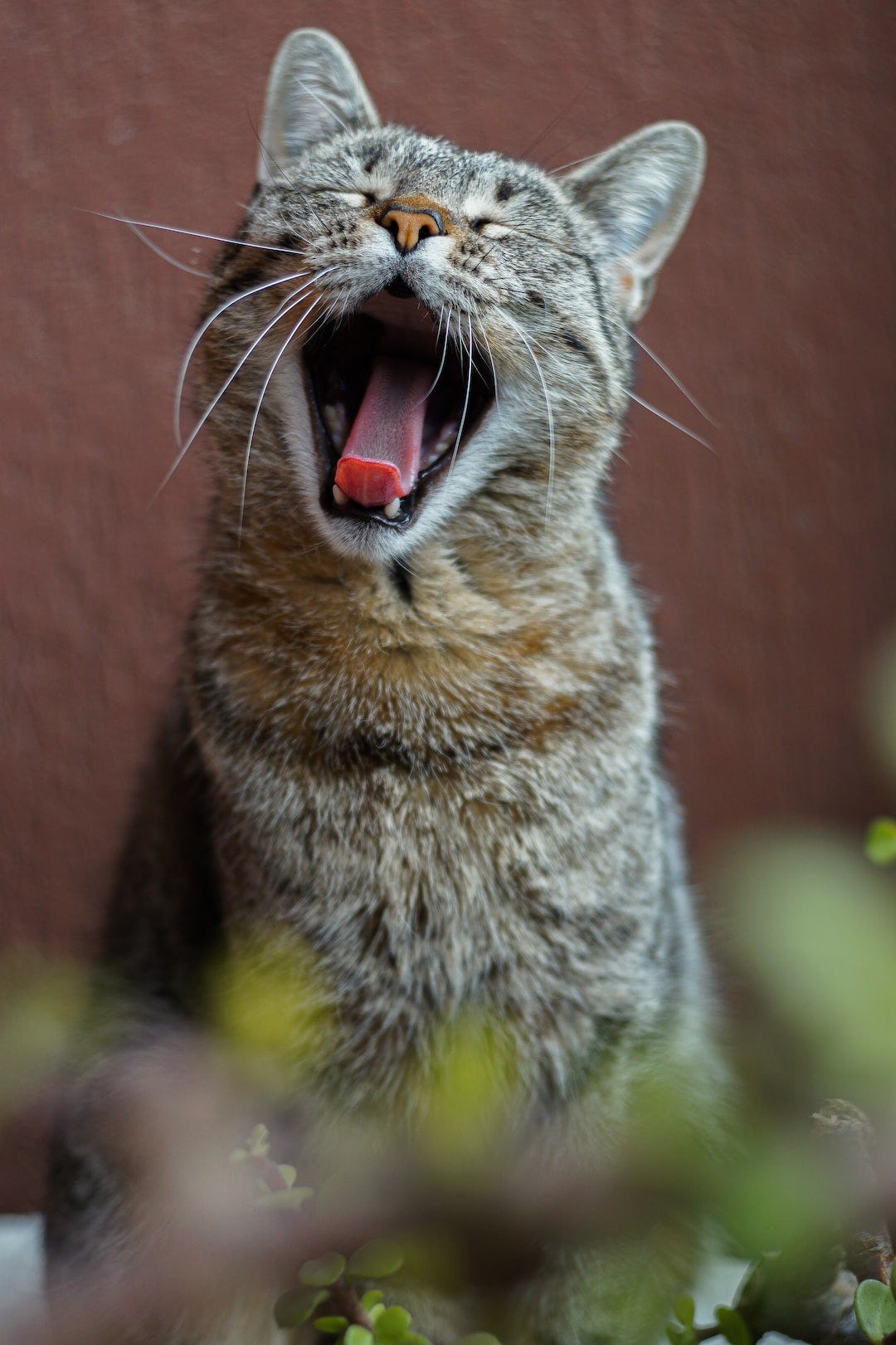 Why Cats Are The True Masters Of The World | by Jaden Craymer | Medium