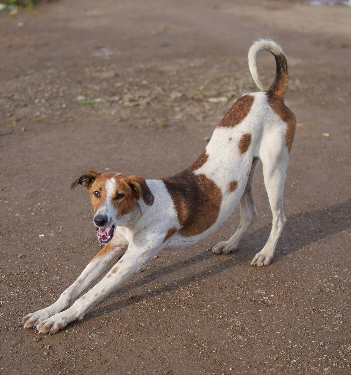 5 Reasons Why Dogs Stretch Their Bodies Out | by Pervaiz Writes | Jul ...