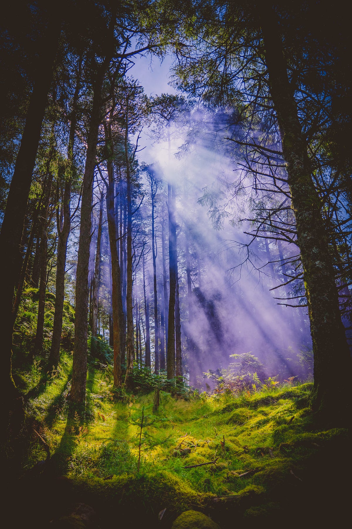 Rayvyn: Immortal : The Hunted. A Paranormal/Fantasy Romance- Short ...