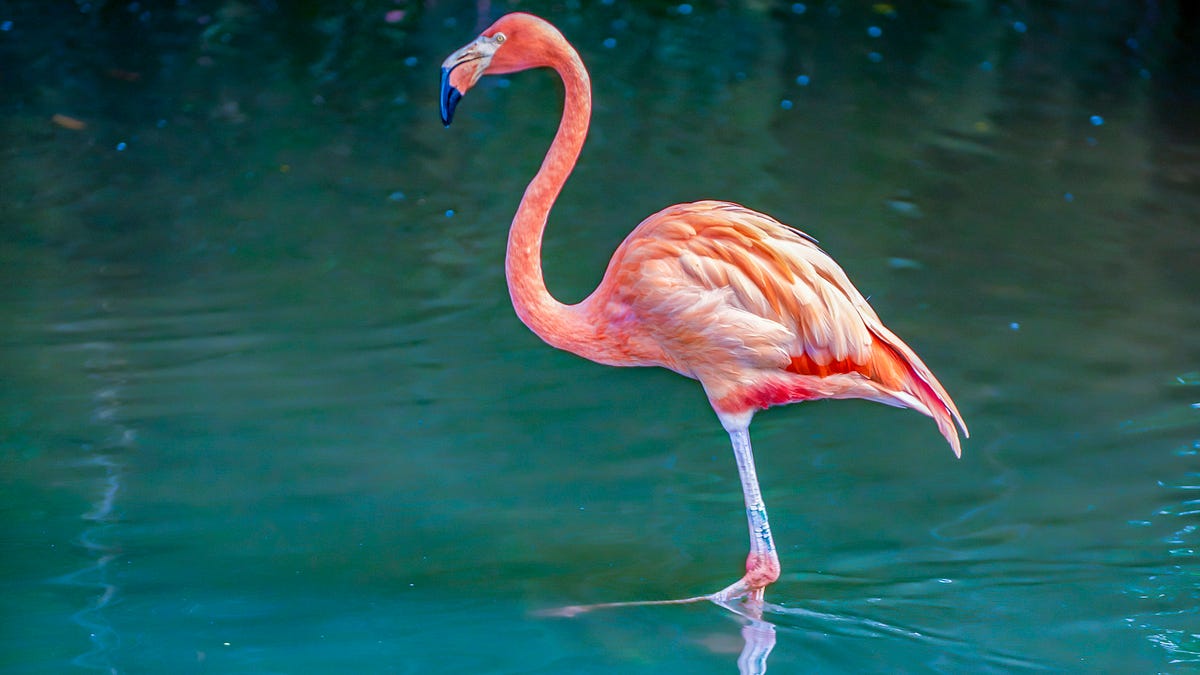 Demystifying Open Flamingo: An Open-Source Vision and Language ...