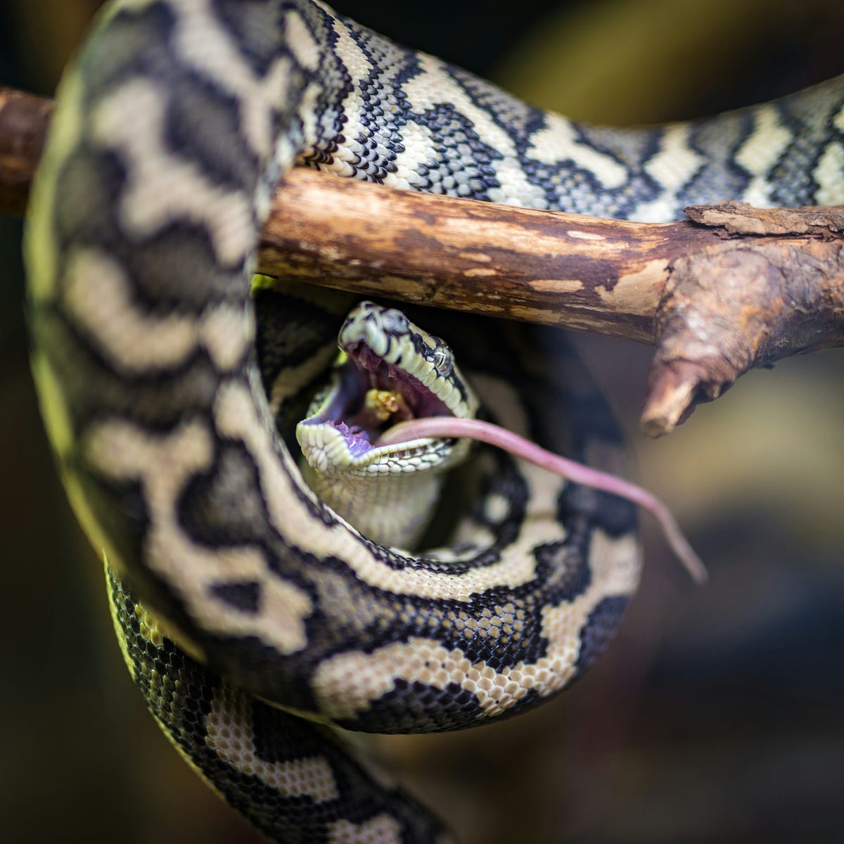 My Python Journey: Building a Snake Game from Scratch | by Alex Debelka ...