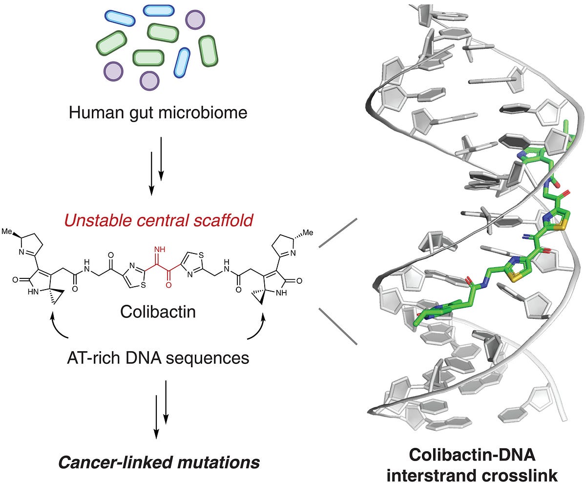 Colibactin and DNA Cross-Linking: Uncovering the Structural Secrets of ...