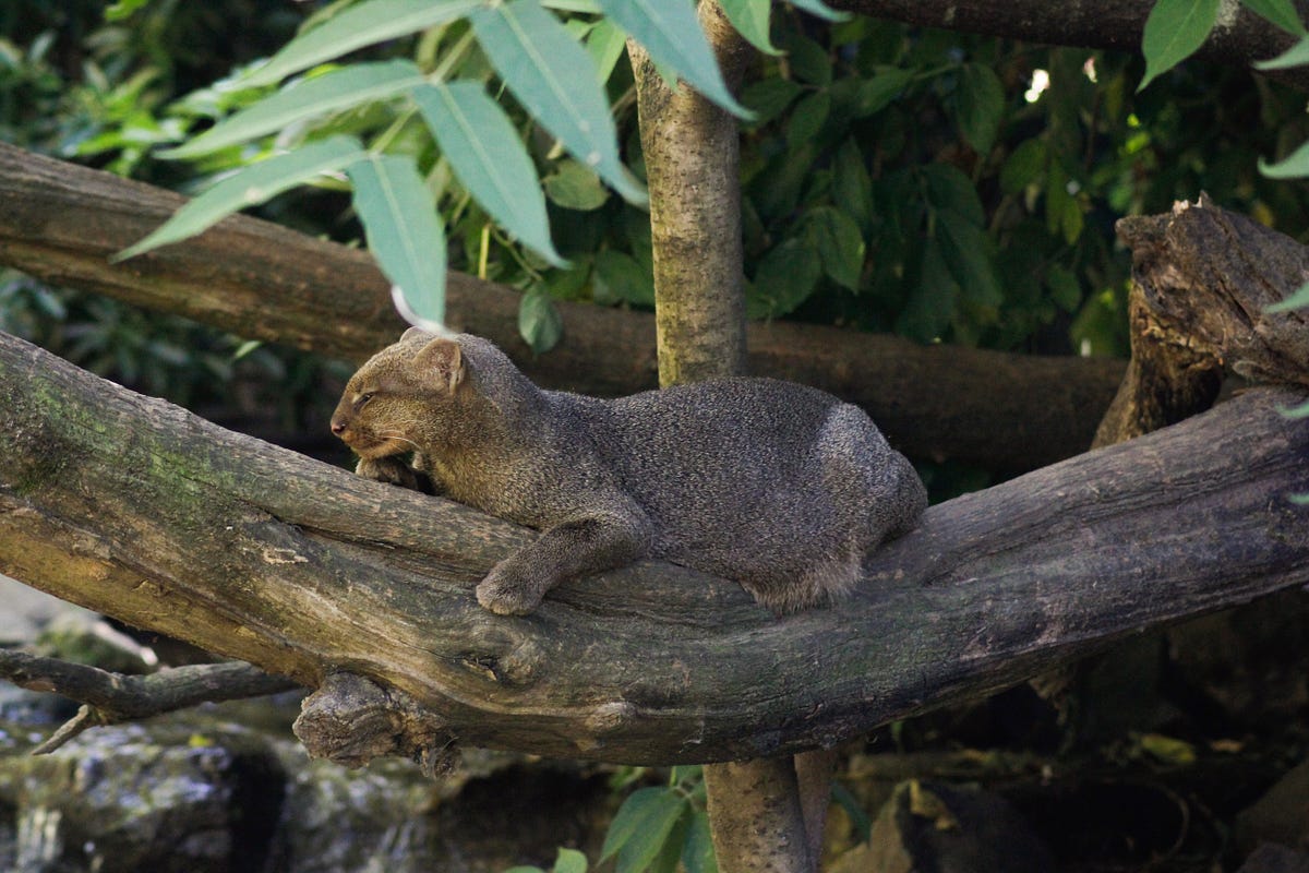Jaguarundi Uncovered. Habitat, Diet, Behavior & Conservation… | by C. L ...