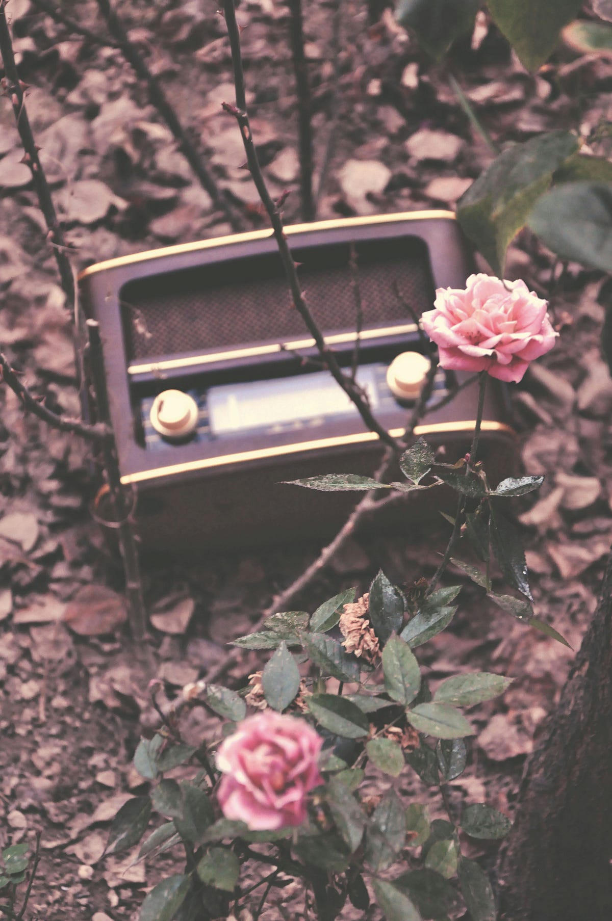 I Suggest Turning Off the Radio. Ignorance is bliss, after all. | by Lis Bloom | Story Lamp ...