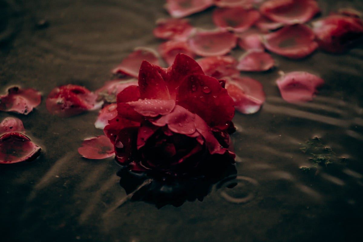 Rose. Offspring clustered around in a… | by Stephen Reza | The Arcane ...
