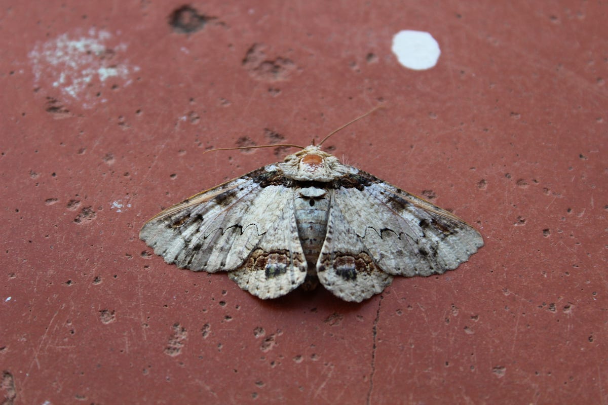 Macabre Decor (Writetober — Moth) | Writetober