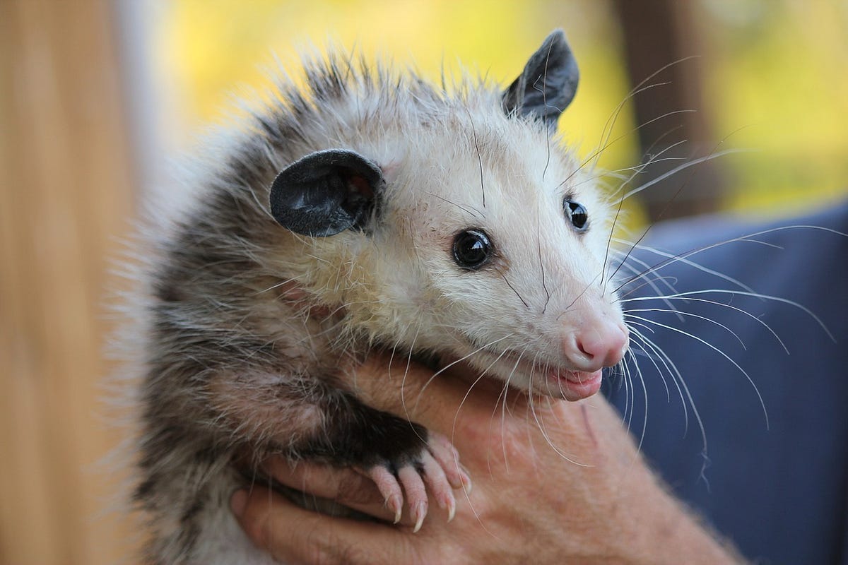 Why the Opossum is Amazing. Here are some amazing facts about this ...
