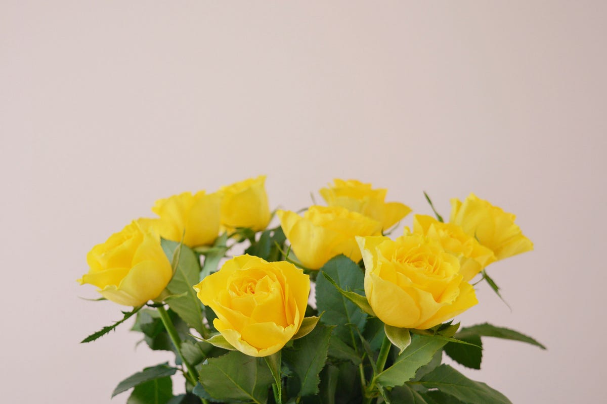 Yellow Roses. A poem | by Sadie Seroxcat | Rainbow Salad | Sep, 2024 ...