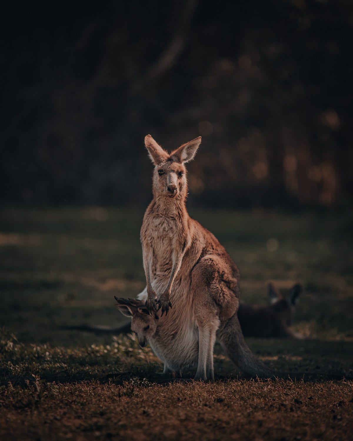 A Balanced Overview of Kangas Features | by Mwanikii | Heartbeat