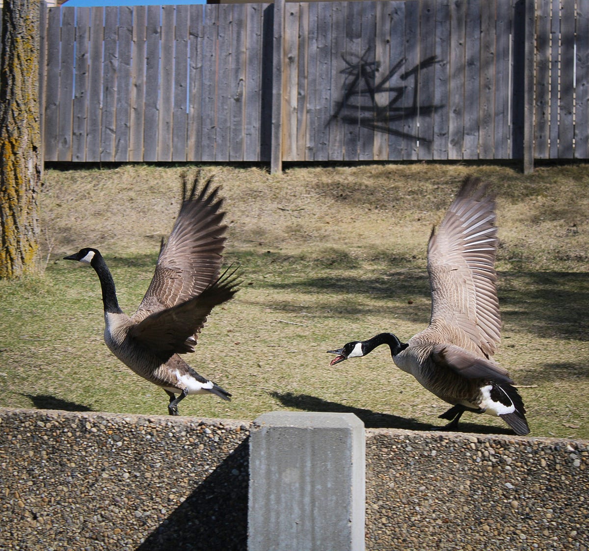 Americans are Just Like Canadians. The Geese, not the People. | by The ...