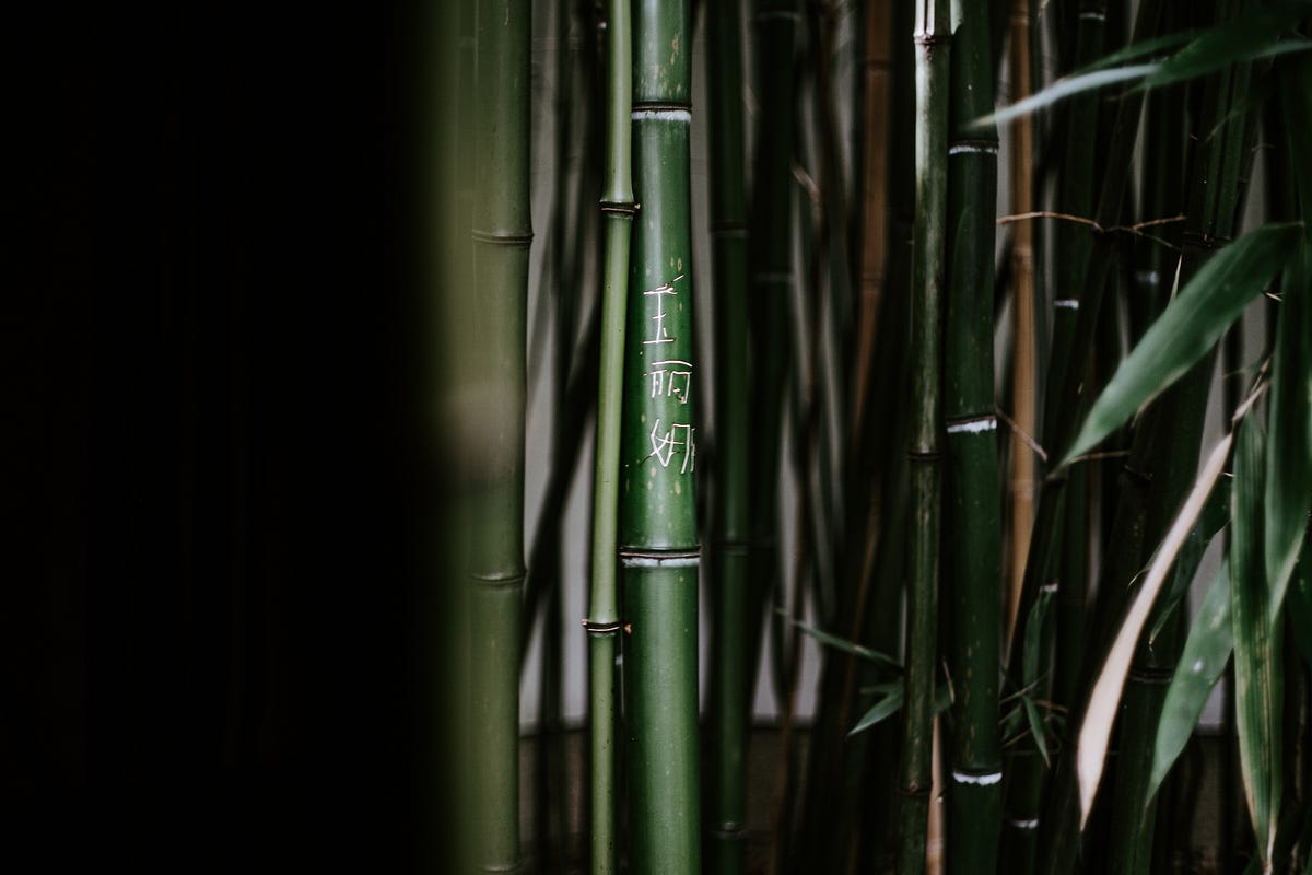 A Chinese Bamboo tree takes five Years to see the Sunlight | by Warren ...