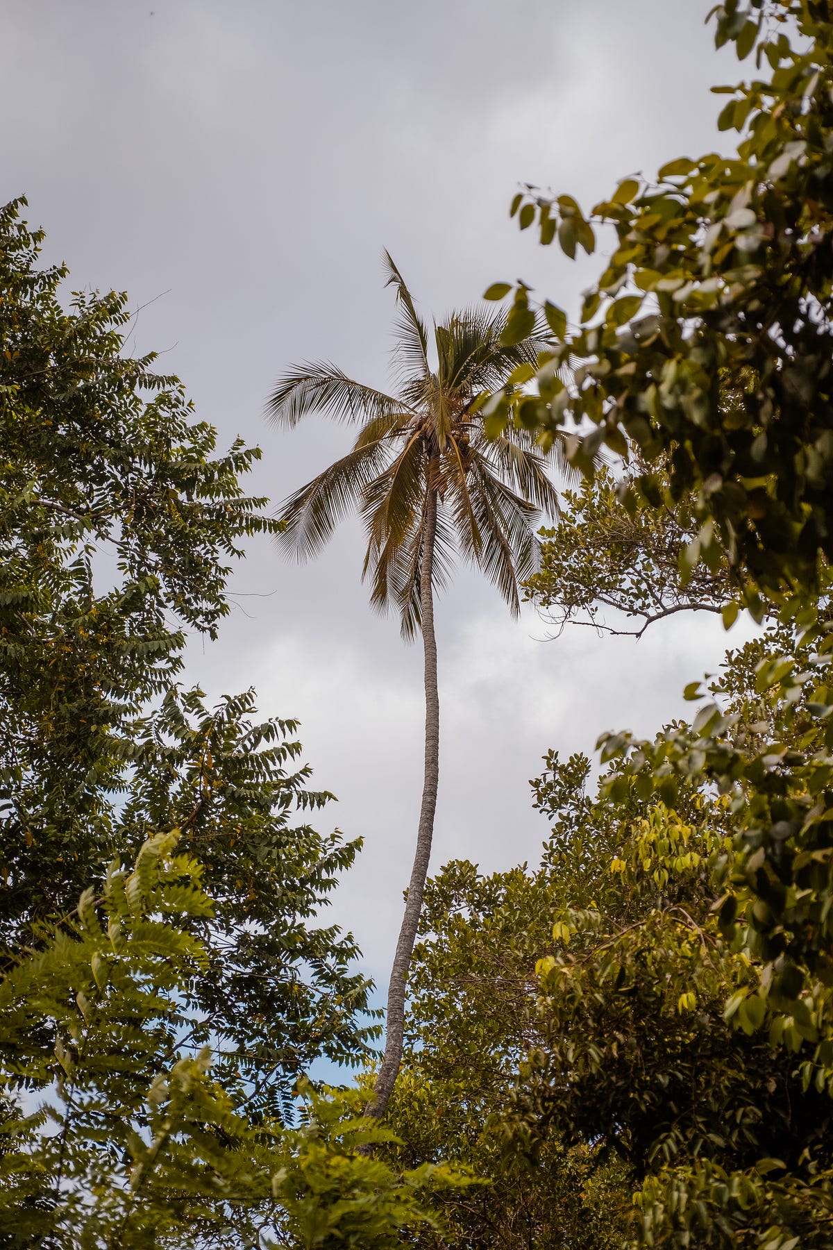 Things To Do While Visiting Montserrat During St. Patrick's Week | by Juliana Meade | Medium