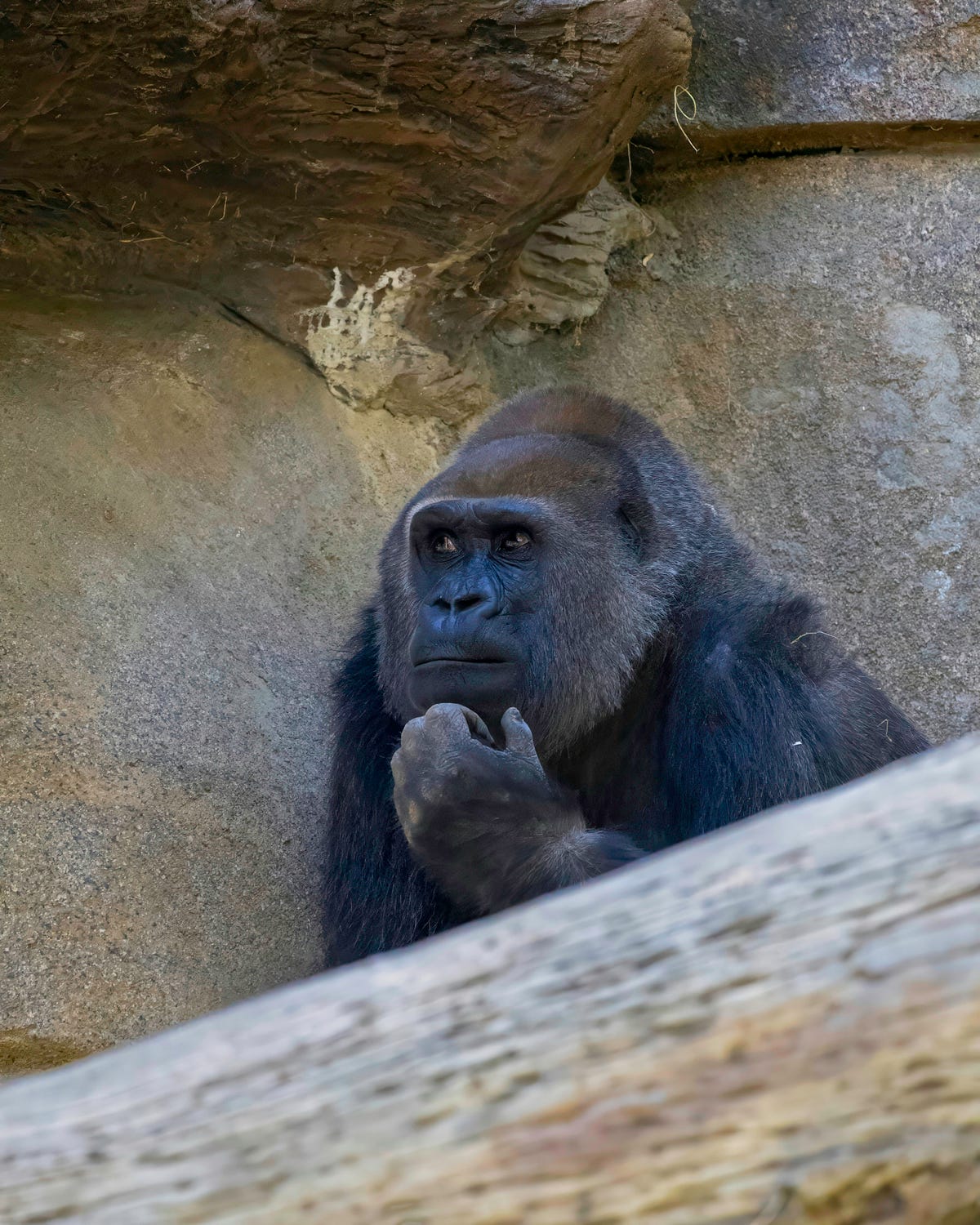 Think about it: do animals experience time differently than humans ...