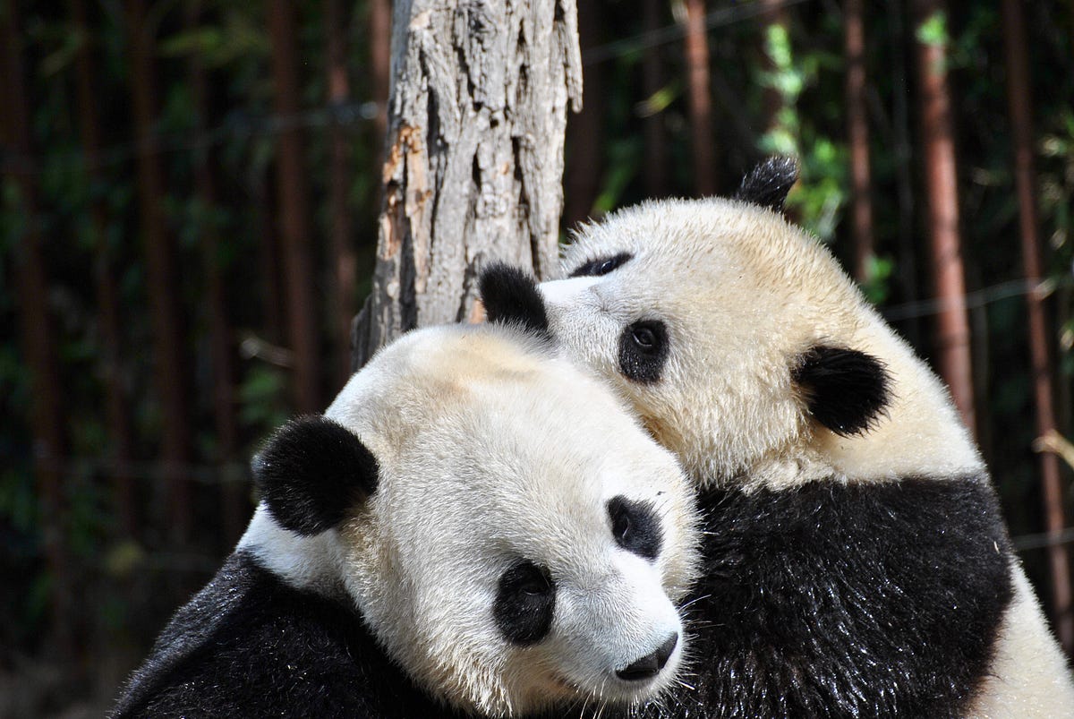 How to Teach Your Panda SQL in 10 Minutes | by Andrew Cole | TDS ...