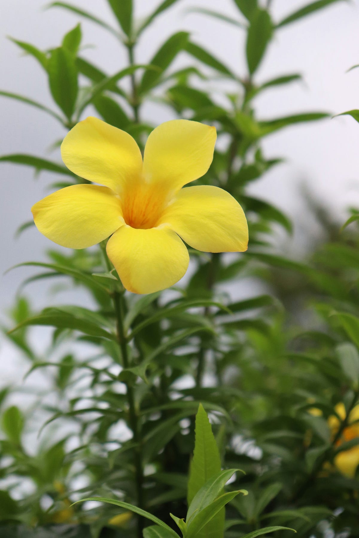 Alamanda. Chapter #175 — Menulis Satu Halaman, 27… | by Riza Putranto ...
