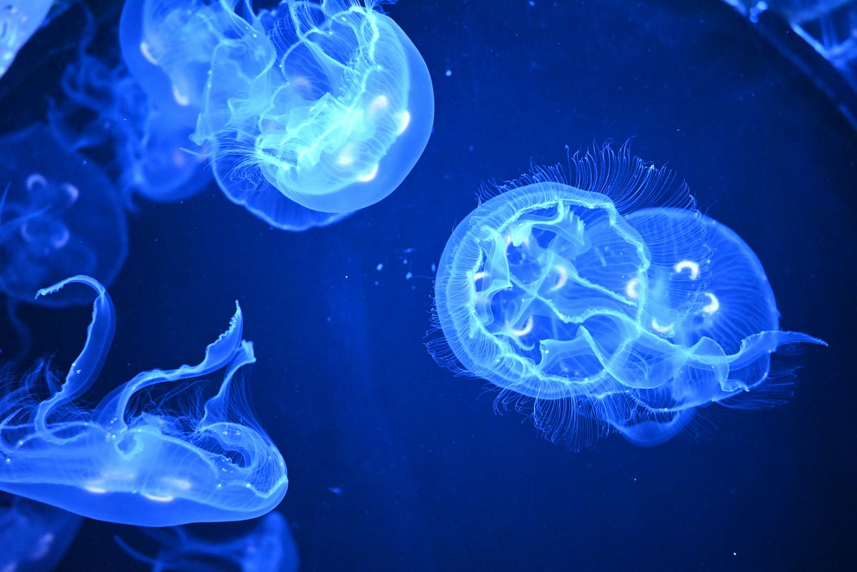 Epigenetic Rewinds: The Biology of Immortal Jellyfish and the Future of Human Aging | by Hasini ...