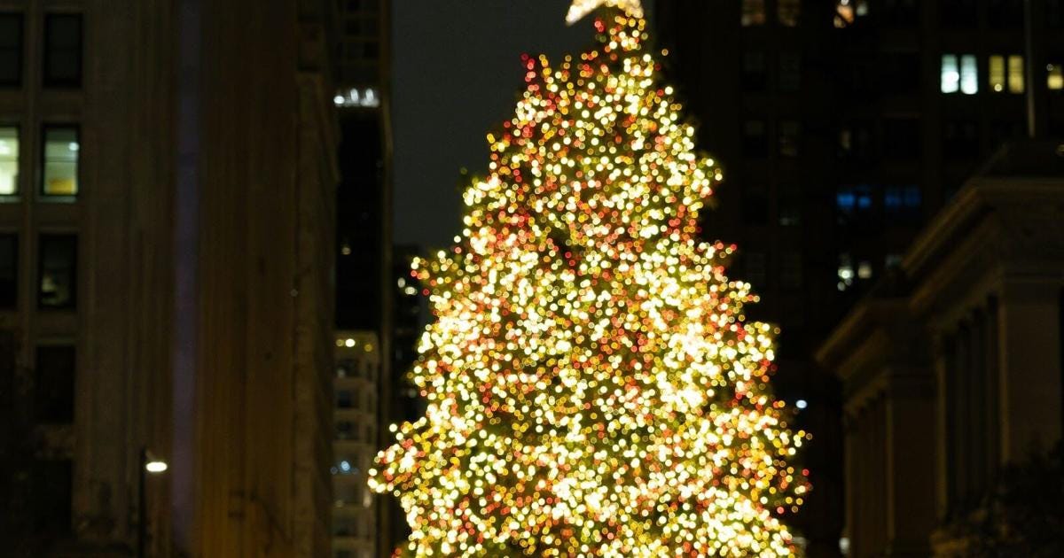 Logan Square Tree Chosen as 2024 Chicago Christmas Tree | by Evelyn ...