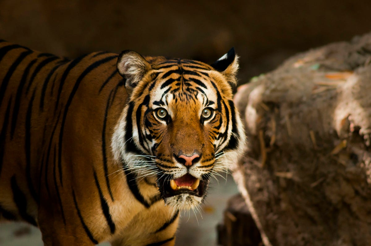 No Tigers Were Harmed in Writing This Courageous Story | by MAGDALENA ...