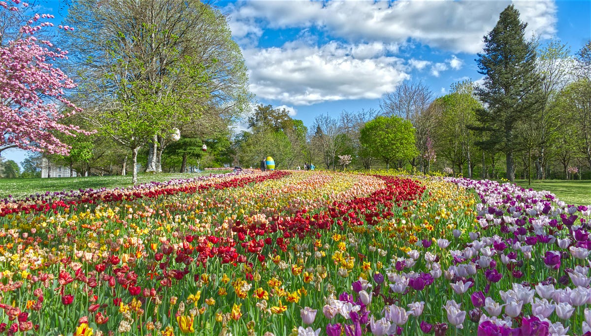 Colours of Spring - Catharsis Chronicles - Medium