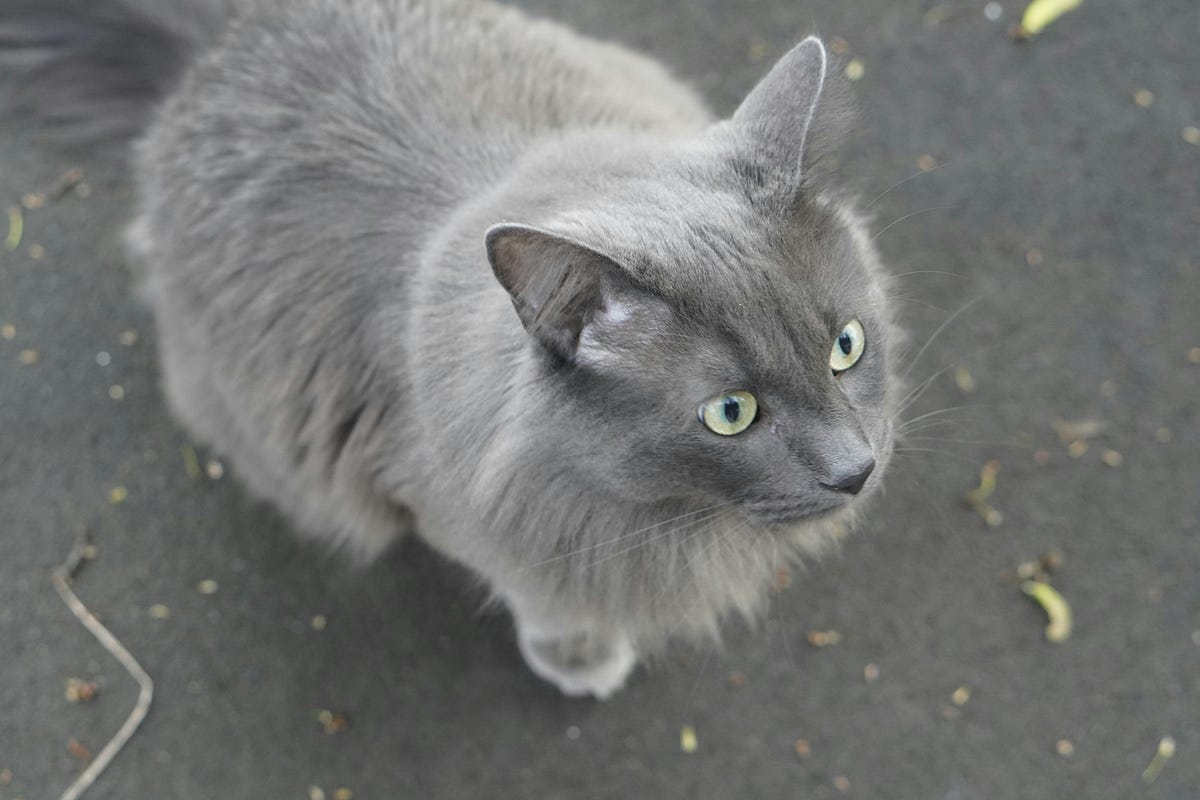 A Little Bit of Trauma because of…a Neighbourhood Cat??? | by Brenna ...