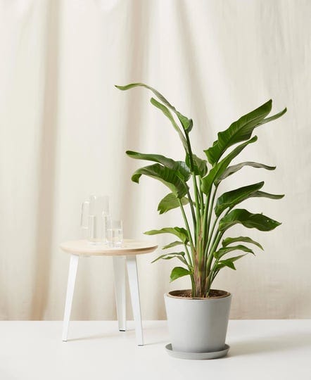 Bloomscapes plants | by Christian Romero | Medium