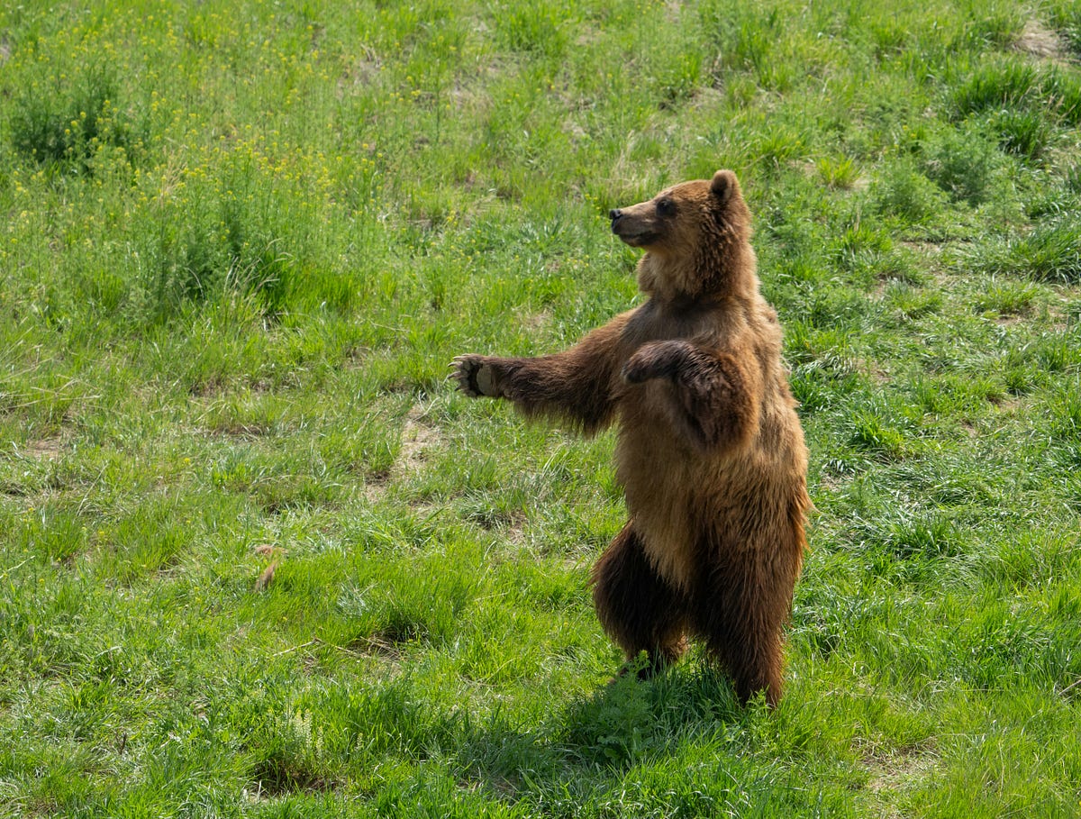 The Claw Brief: Embracing Bear Attributes for a Positive Mindset | by ...